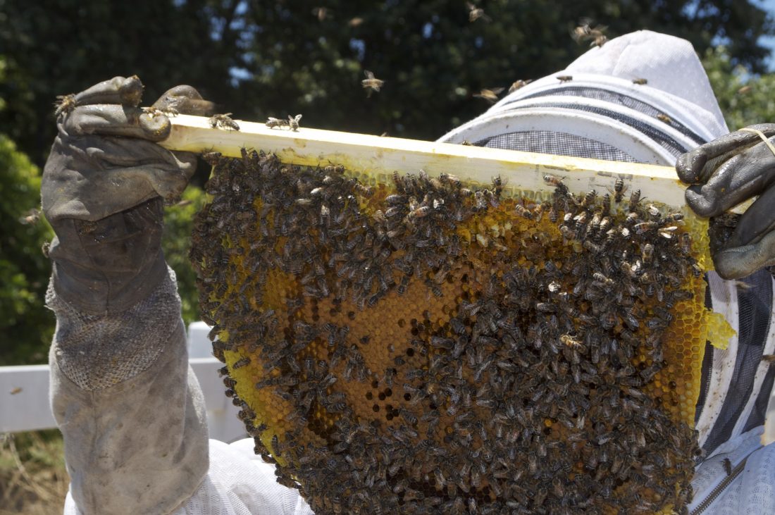 Honey bees could BEE Iowa’s state insect | News, Sports, Jobs - Times ...